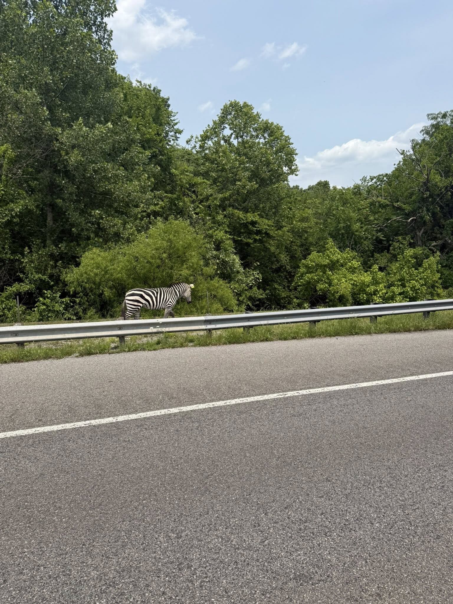 Escaped zebra briefly shuts down TN interstate