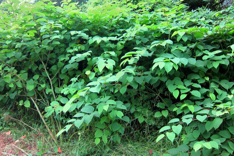 New Japanese knotweed warning and rules on removal