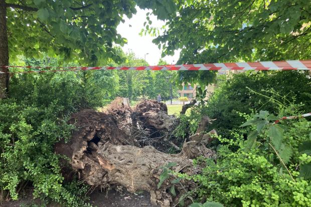 Why have olive trees been removed from Festival Place?