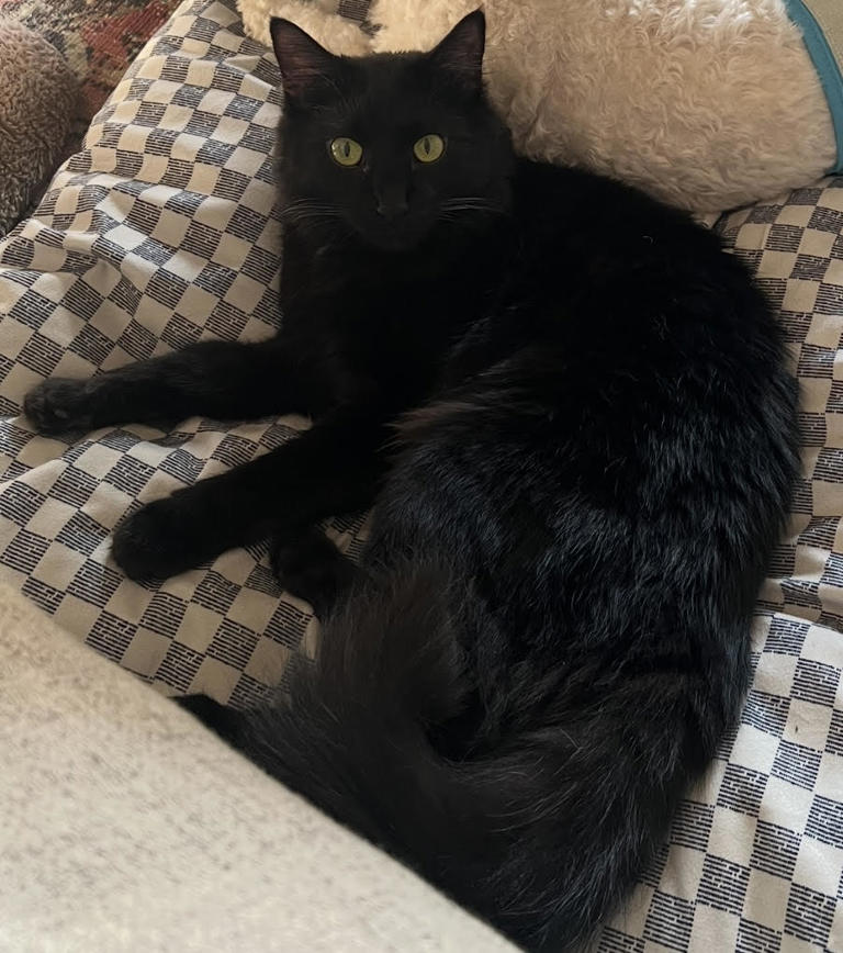 Williamson County veterinary clinic warns cat owners of deadly Bobcat Fever