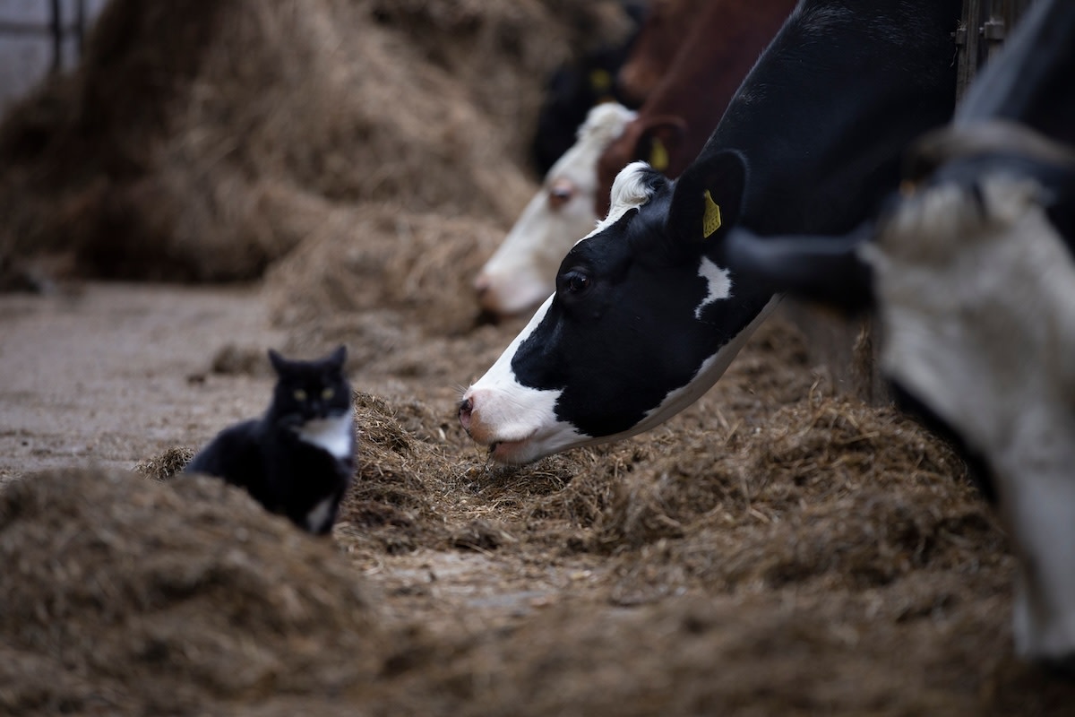 Hangry Cow ‘Removes’ Black Cat From Feeding Trough Like the Funniest ...