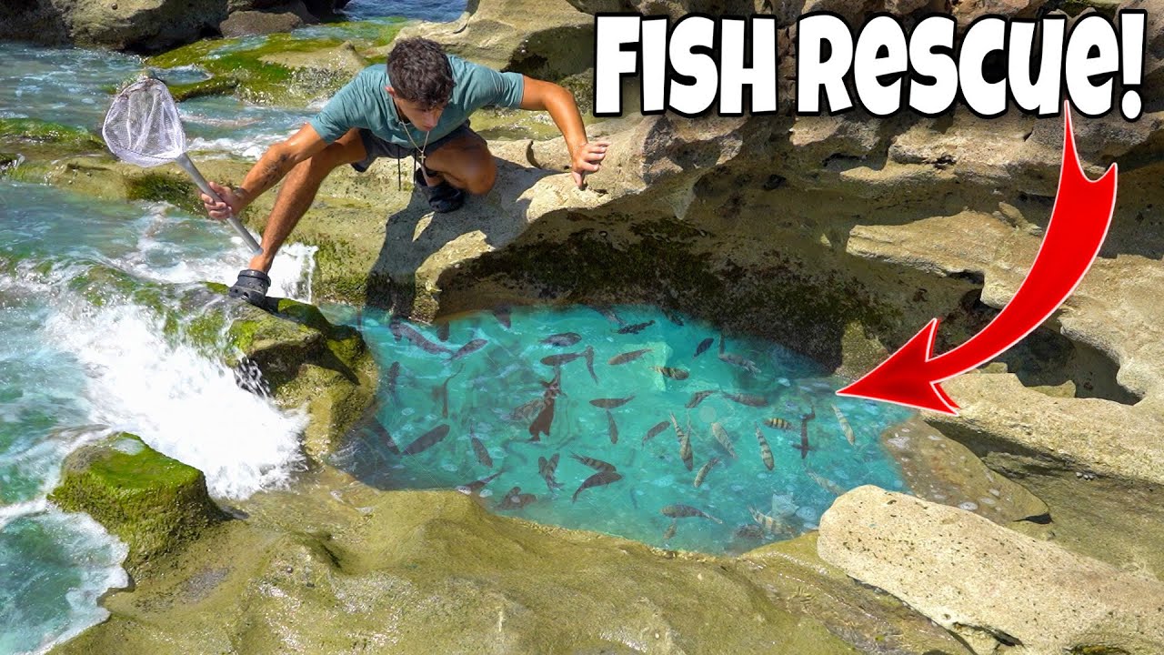 RESCUING Trapped COLORFUL FISH In A TIDE POOL!!