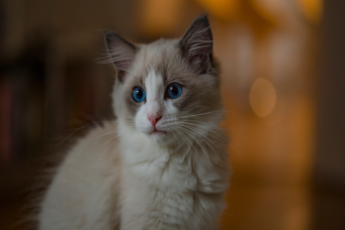 Ragdoll Kitten Has the Cutest, Tiniest Meow While 'Overcoming Her ...
