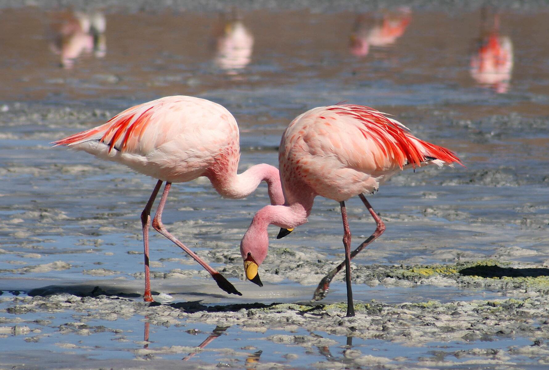 15 animal species that prove being queer is natural