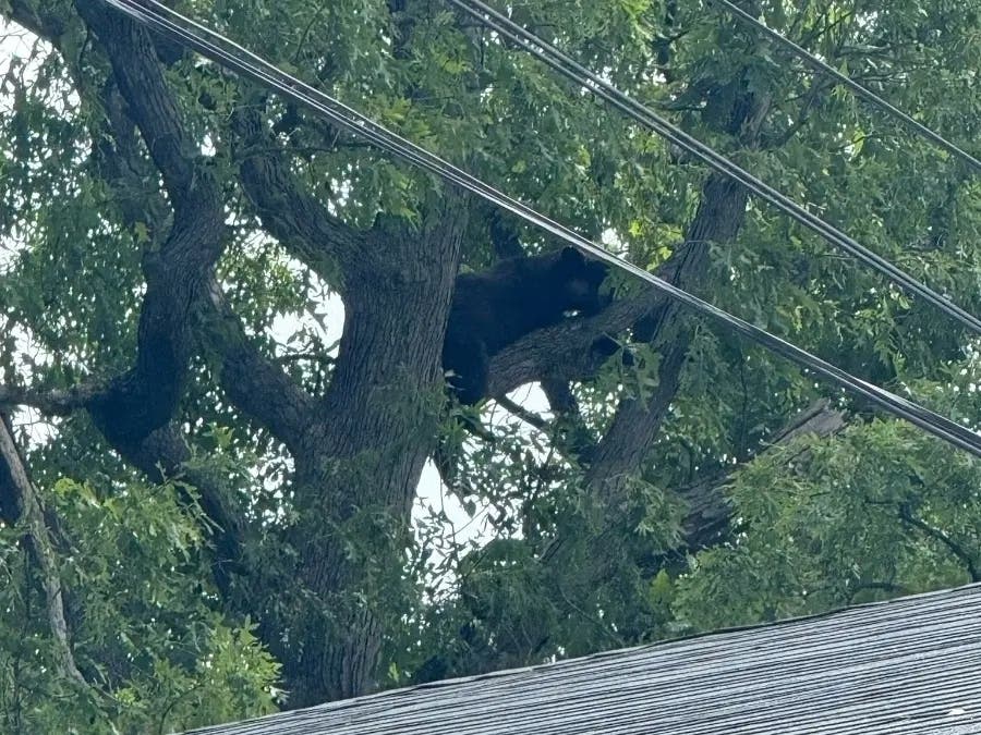 Casket Dumped On Road | School Shooting Trial | 2 Explosions: MD News