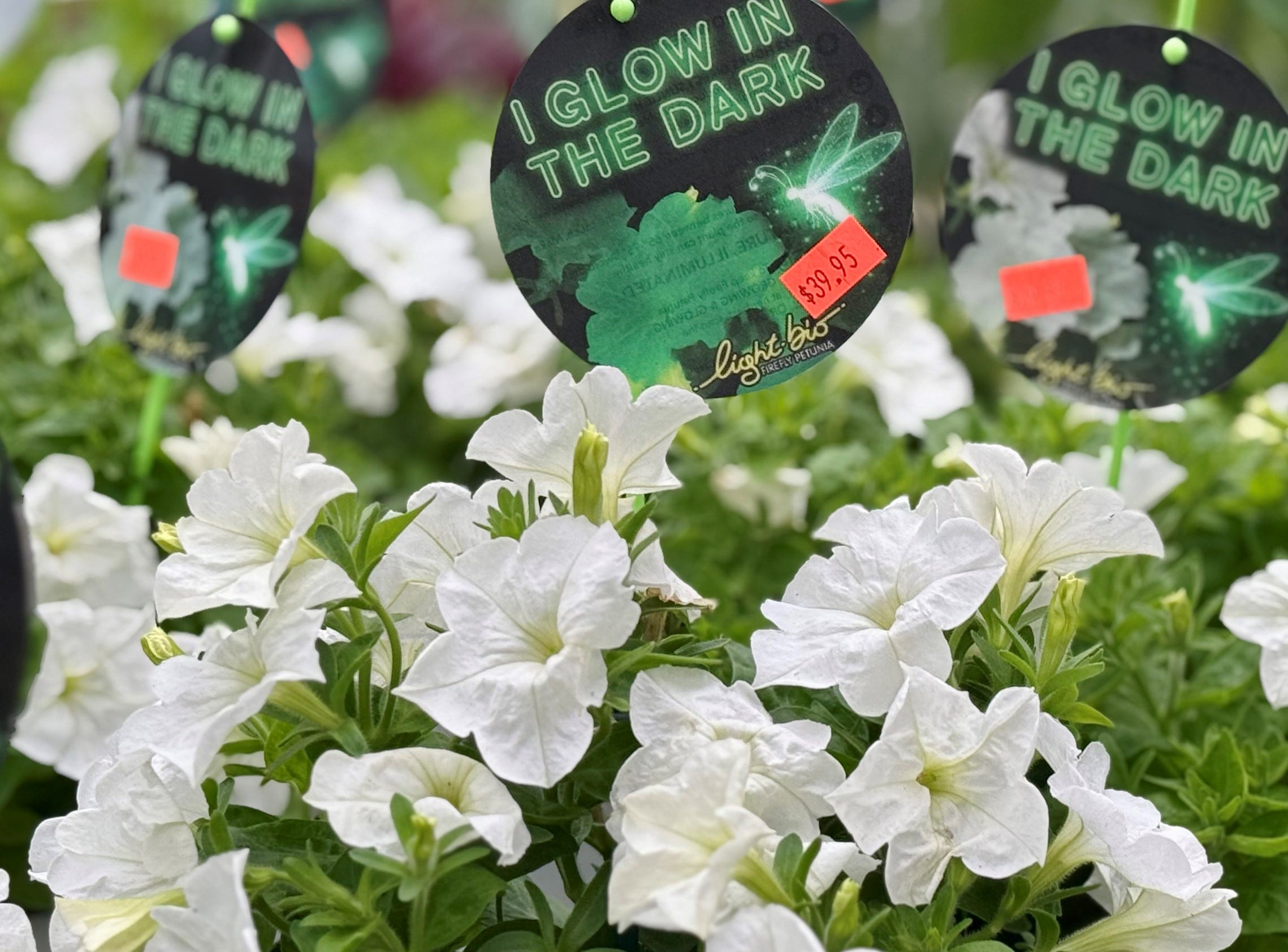 Firefly petunias that glow in the dark sell out at metro Detroit garden ...