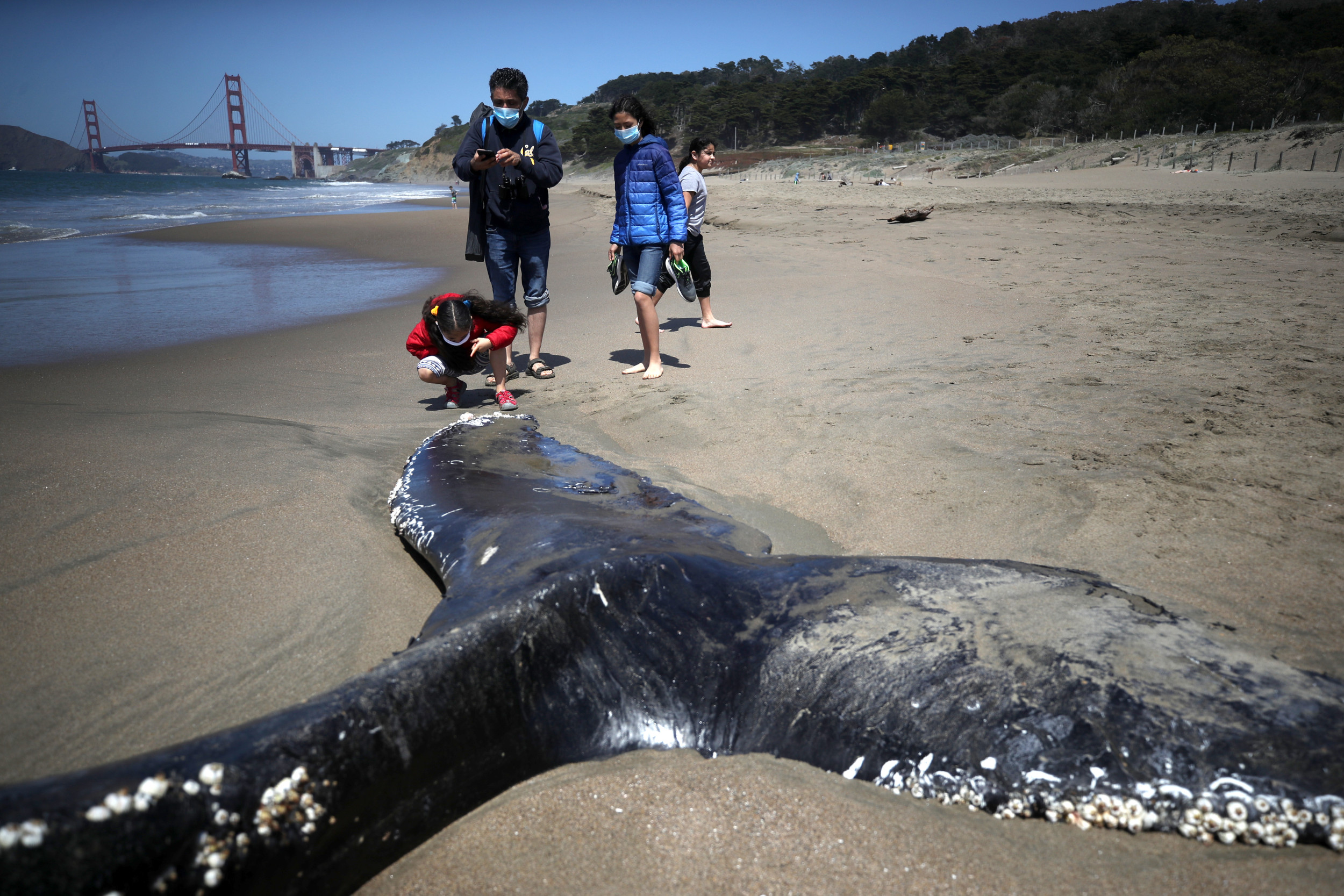 Scientists investigate as whale deaths surge in San Francisco Bay