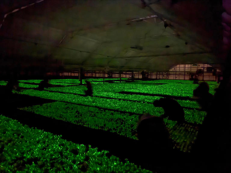 Firefly petunias that glow in the dark sell out at metro Detroit garden ...