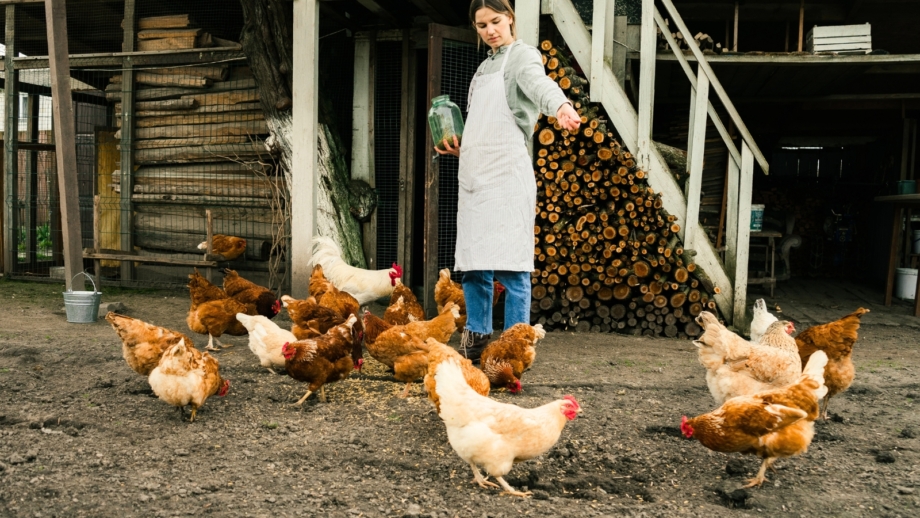 The Ultimate Beginner Guide to Raising Backyard Chickens