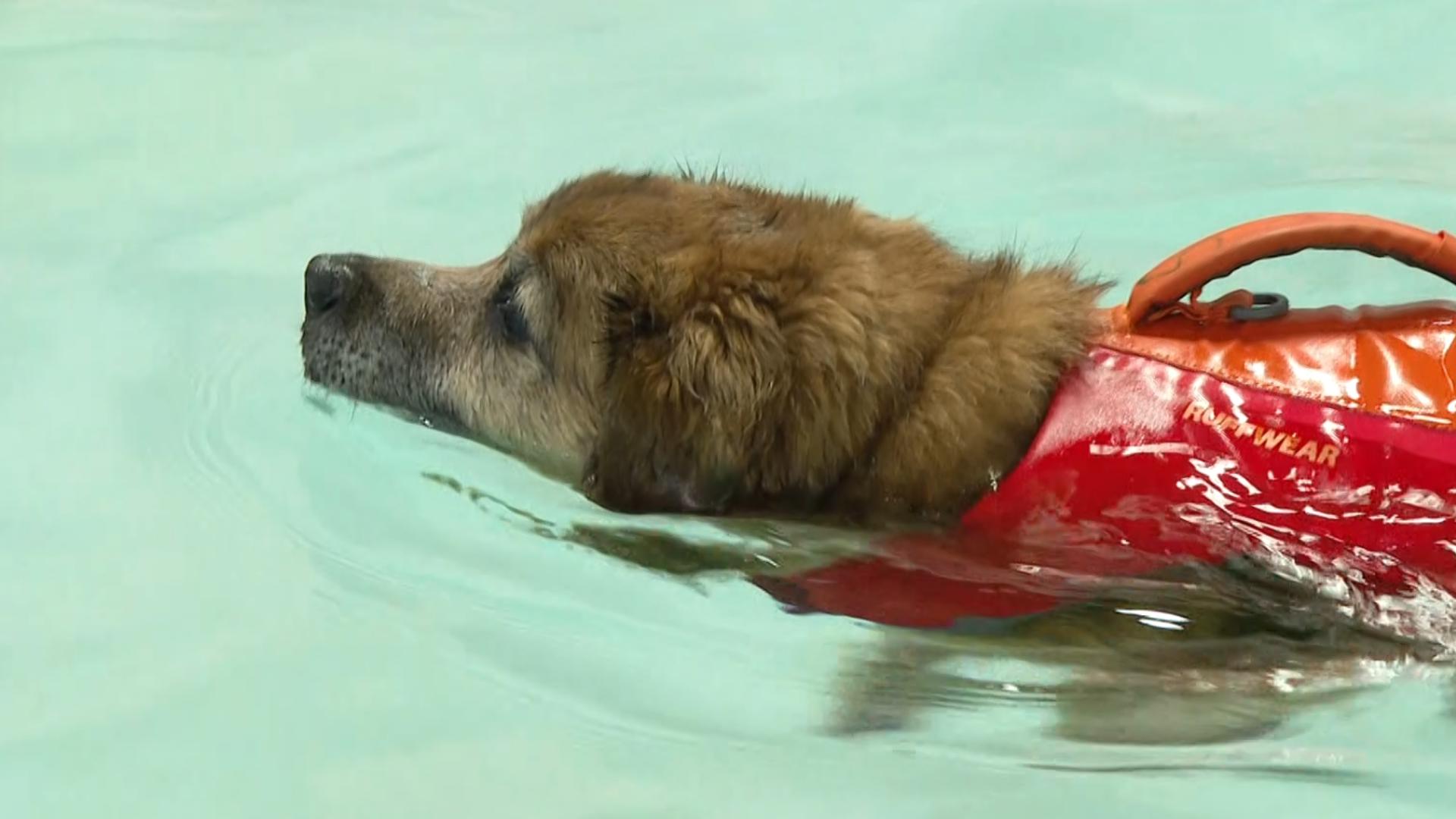 Aquatic therapy spot for dogs set to close