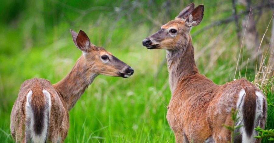 How did white-tailed deer come back from near-extinction?