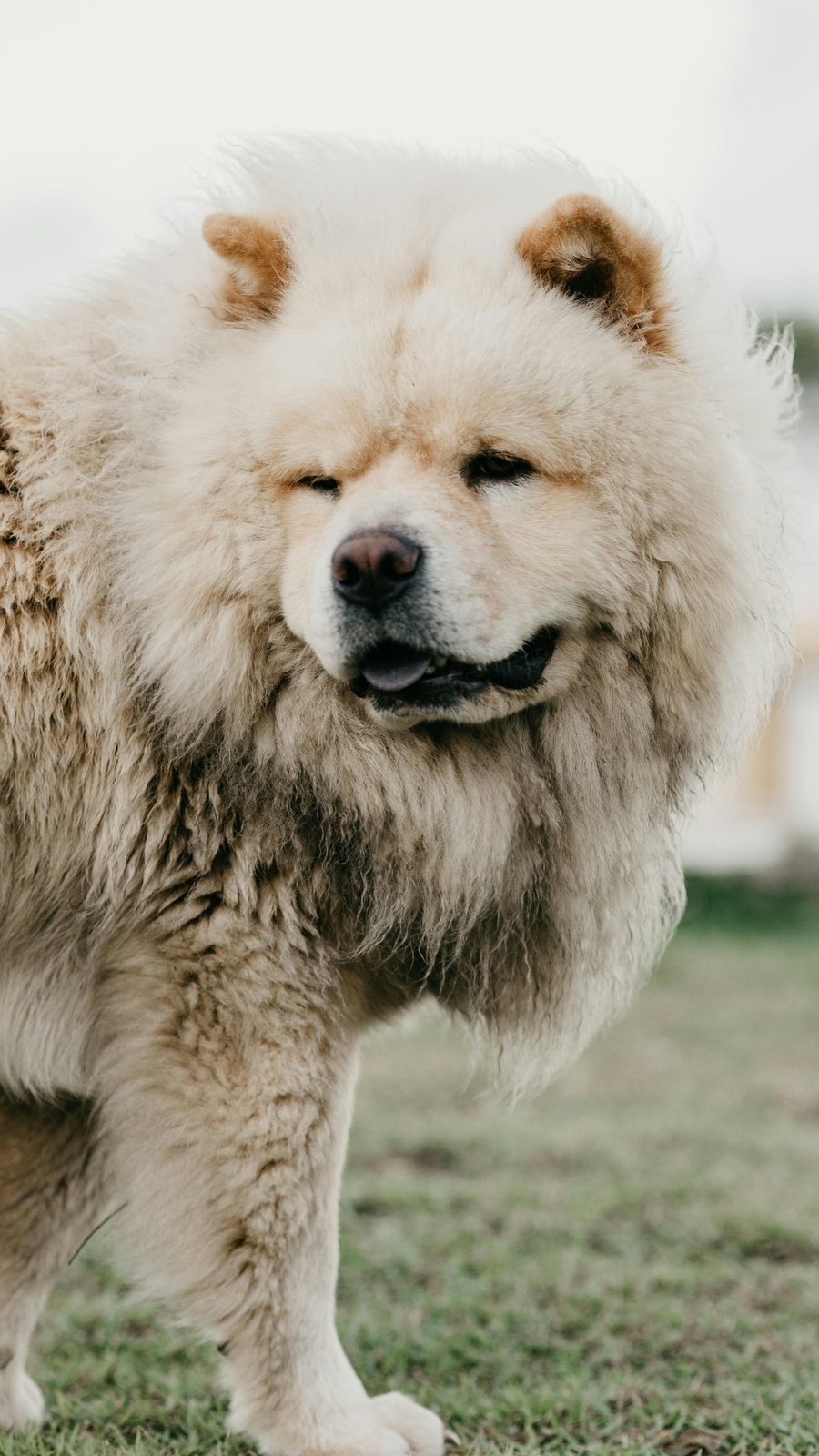 Best low-energy dogs perfect for apartment life