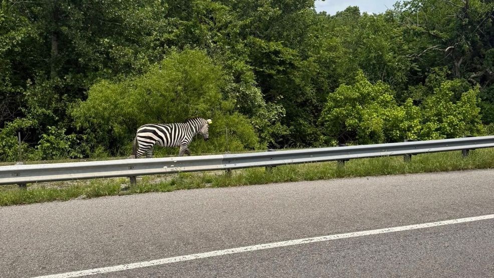 Zebra on the loose: The search for a pet zebra in Rutherford County ...