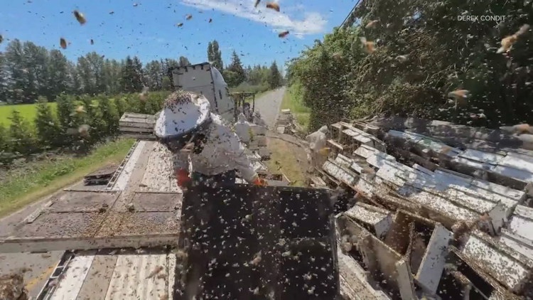 ‘The energy was palpable’: Millions of escaped bees turn wild
