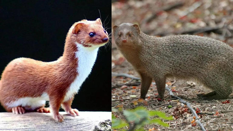 Mongoose vs. Weasel: How do these small predators differ on the basis ...