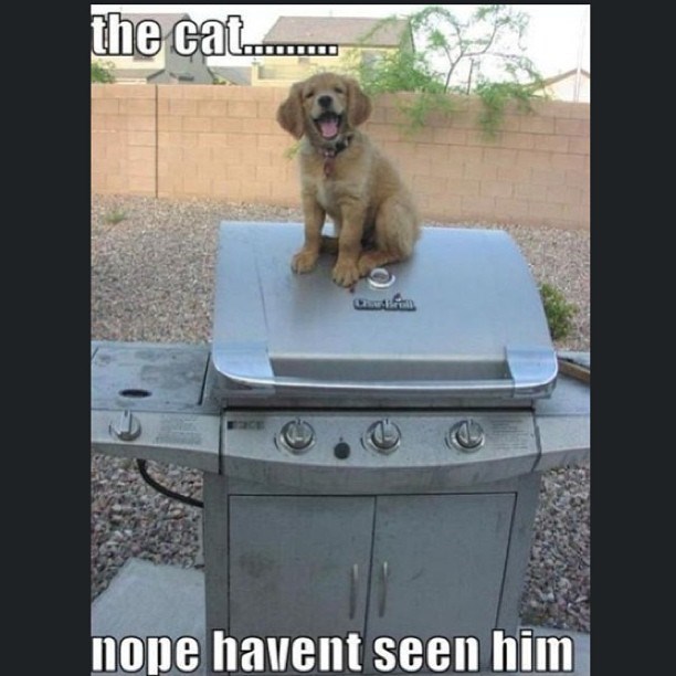 25 Memes of Tiny Teefies and Fluffy Feetsies to Sweeten Your Sunday