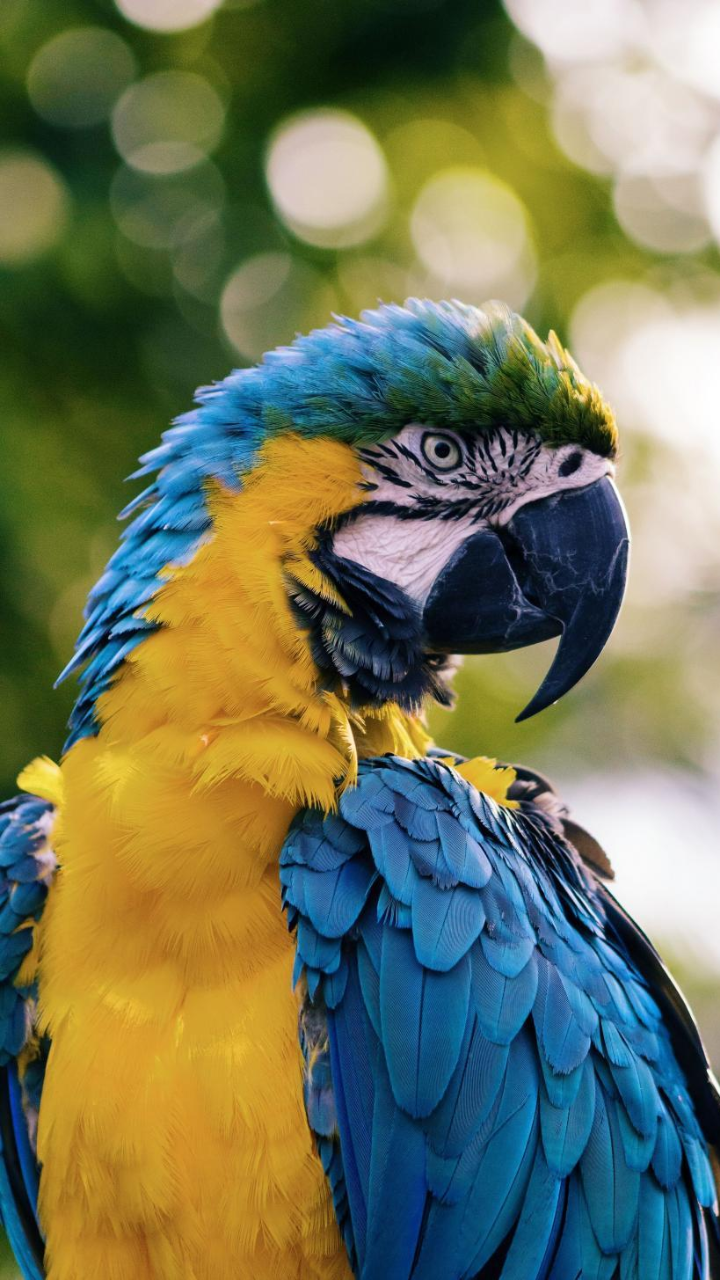 10 rarest and most beautiful parrots in the world