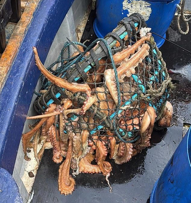 Fishermen's fury as 'disaster' octopus invasion destroys their catch ...