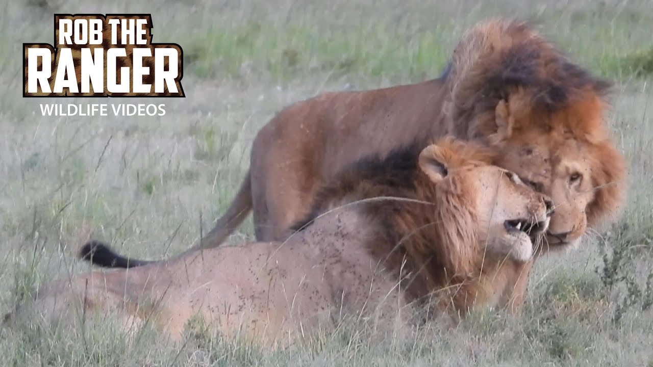 Lion pride lounges lazily in afternoon Mara sun