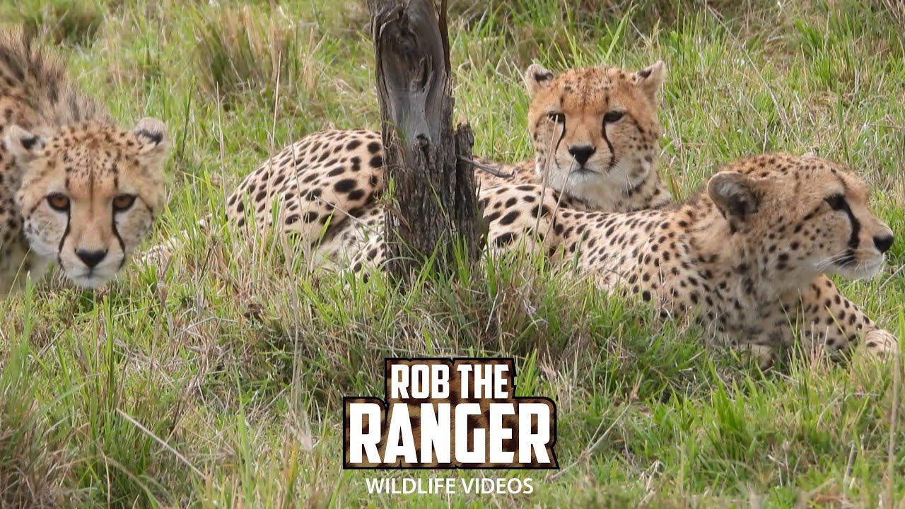 Male Joins Cheetah Family in Unusual Alliance
