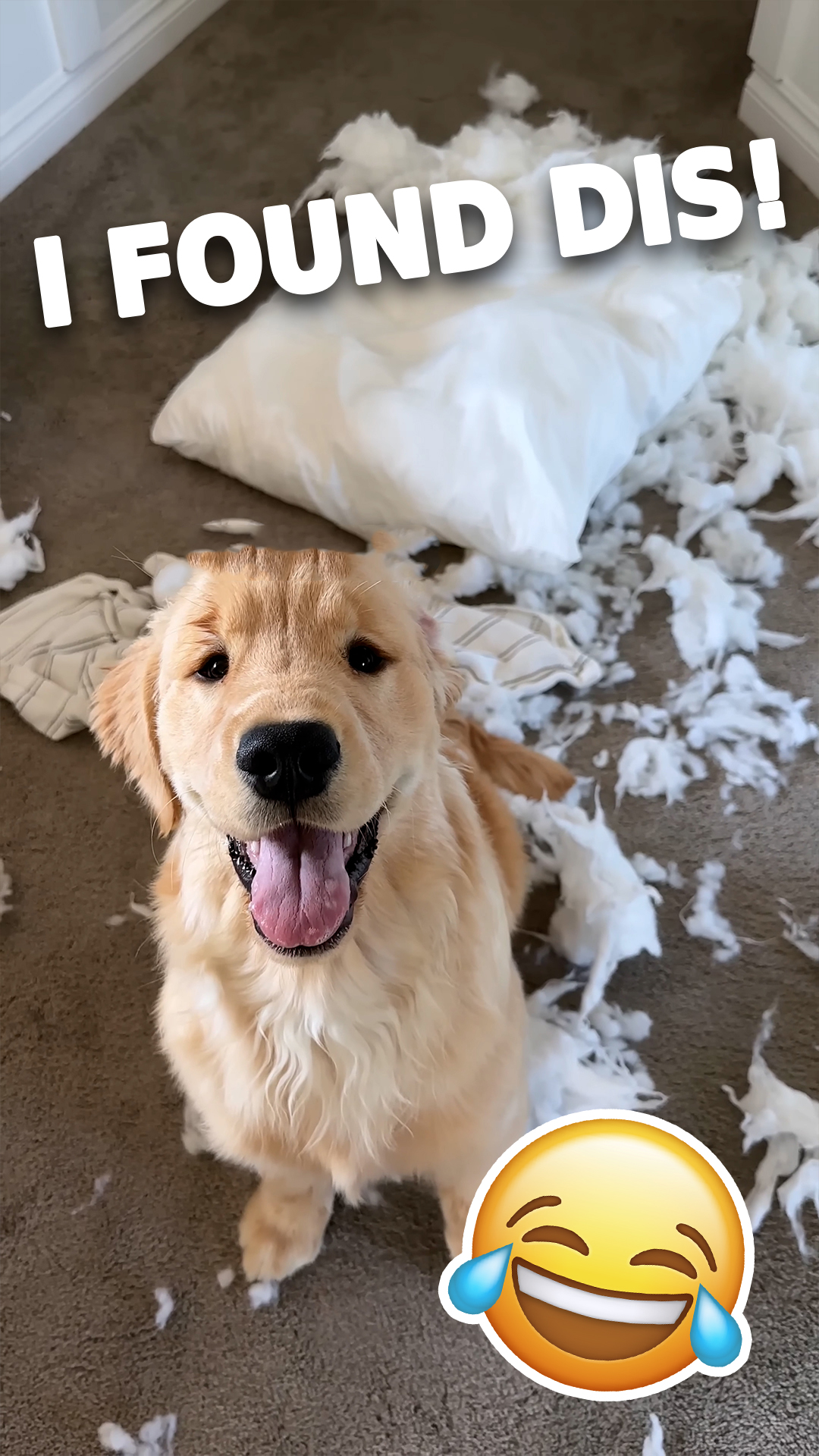 We Have to Get Rid of Her – Golden Retriever's Hilarious Reaction! 😂🐾