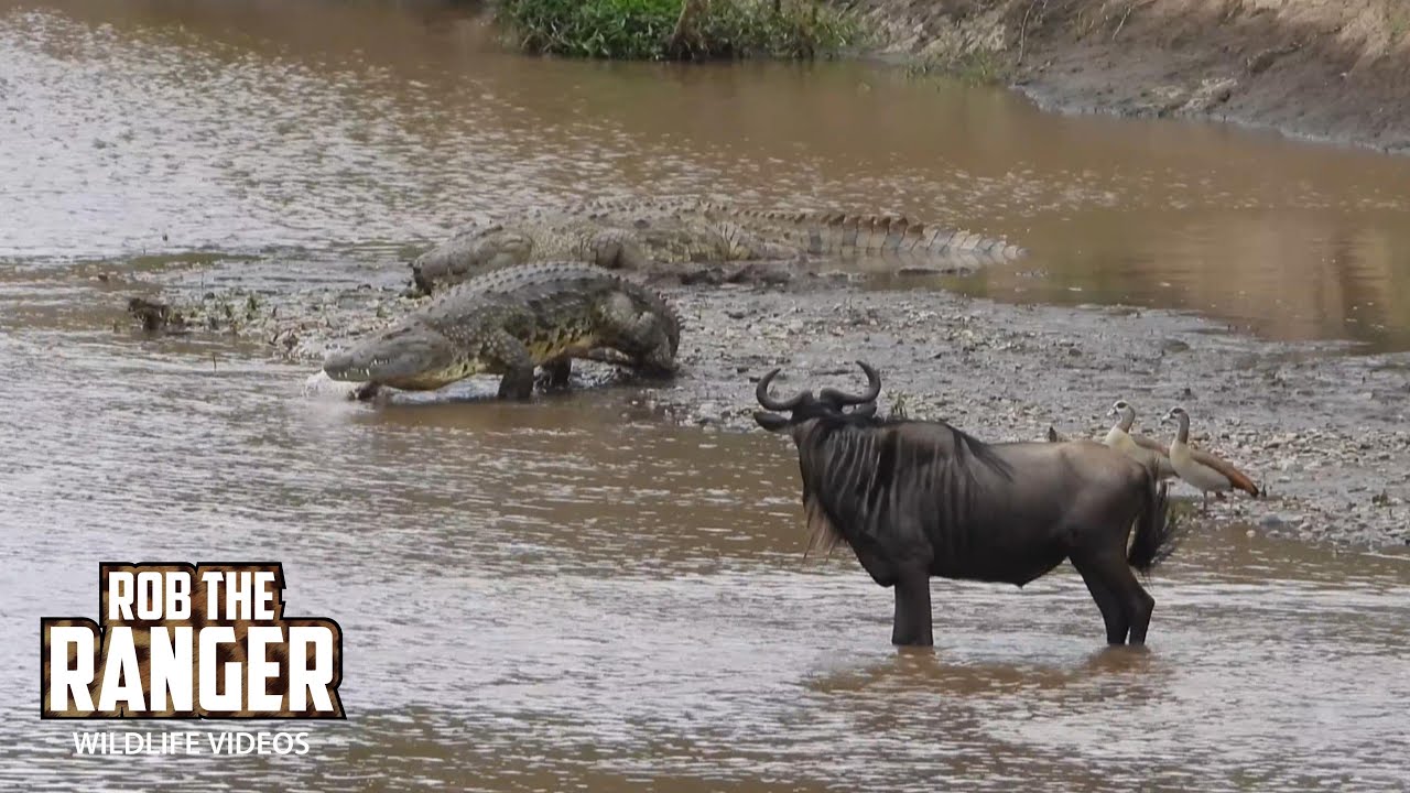 Elephants Engaging in Playful Behavior at Waterhole
