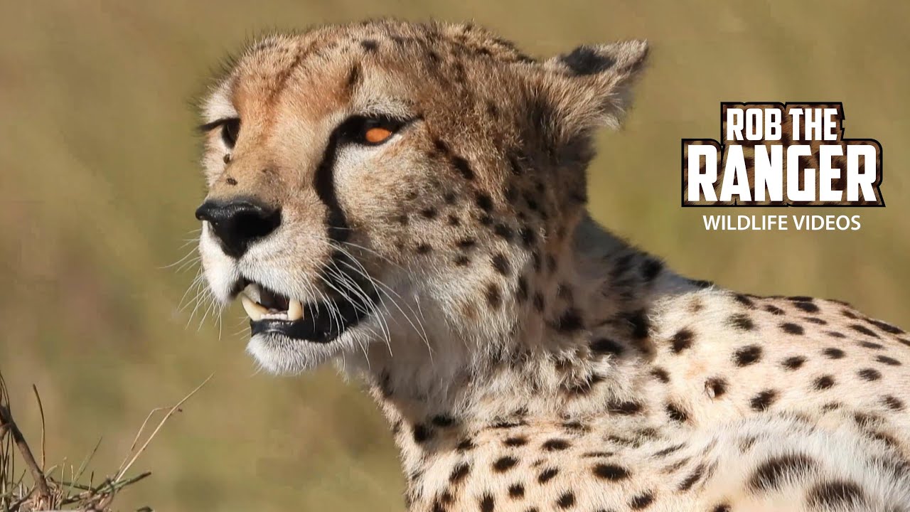 Solo Cheetah Patrols Land in Strategic Display
