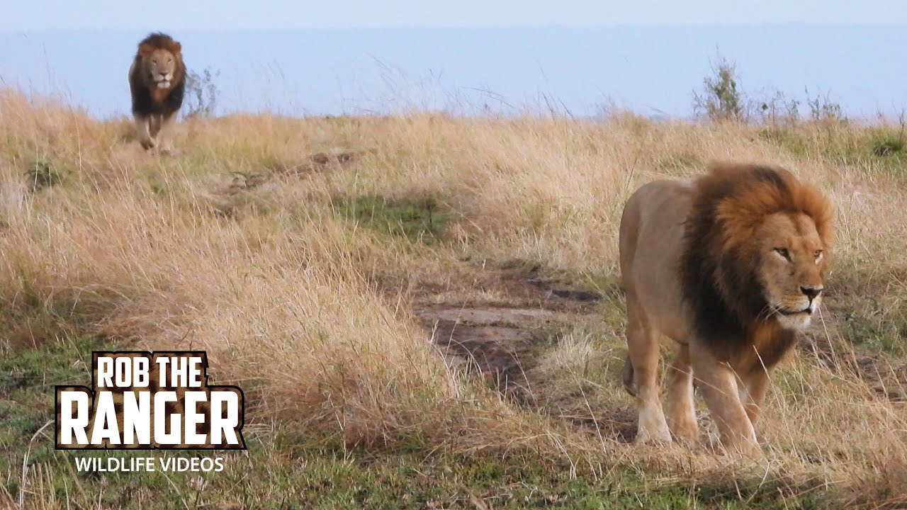 Male lion coalition patrols territory across the Mara plains