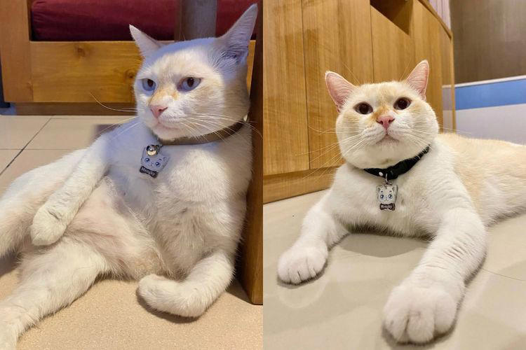 Tingkah Lucu Kucing Jantan: Mengky dan Miko Hobi Suka Duduk Nyender ...