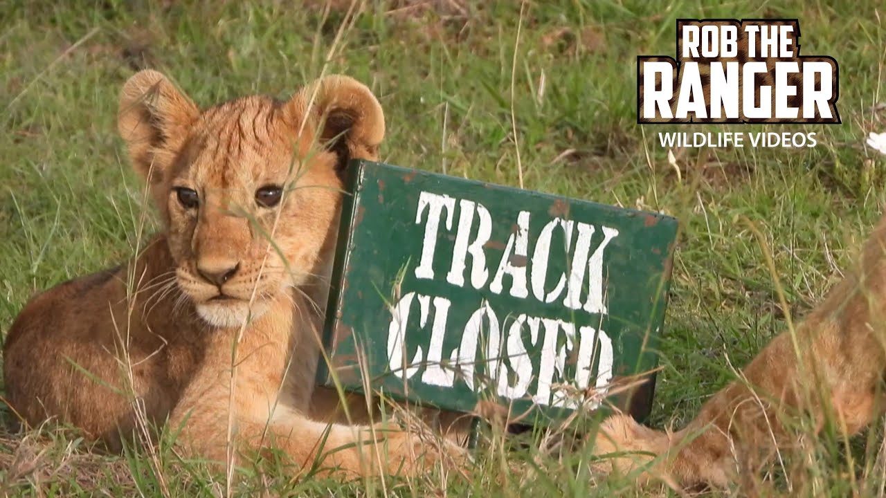 Adorable lion cubs explore Mara plains with curiosity