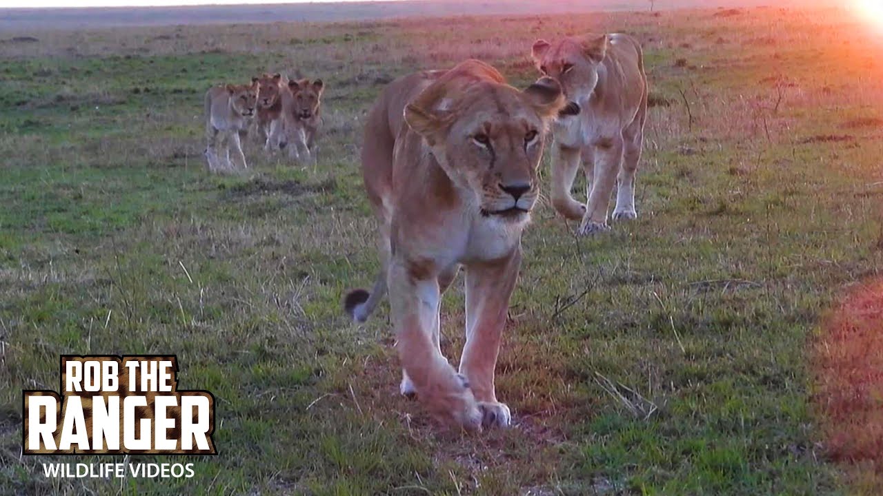 Lion Pride Moves at Sunrise in Maasai Mara