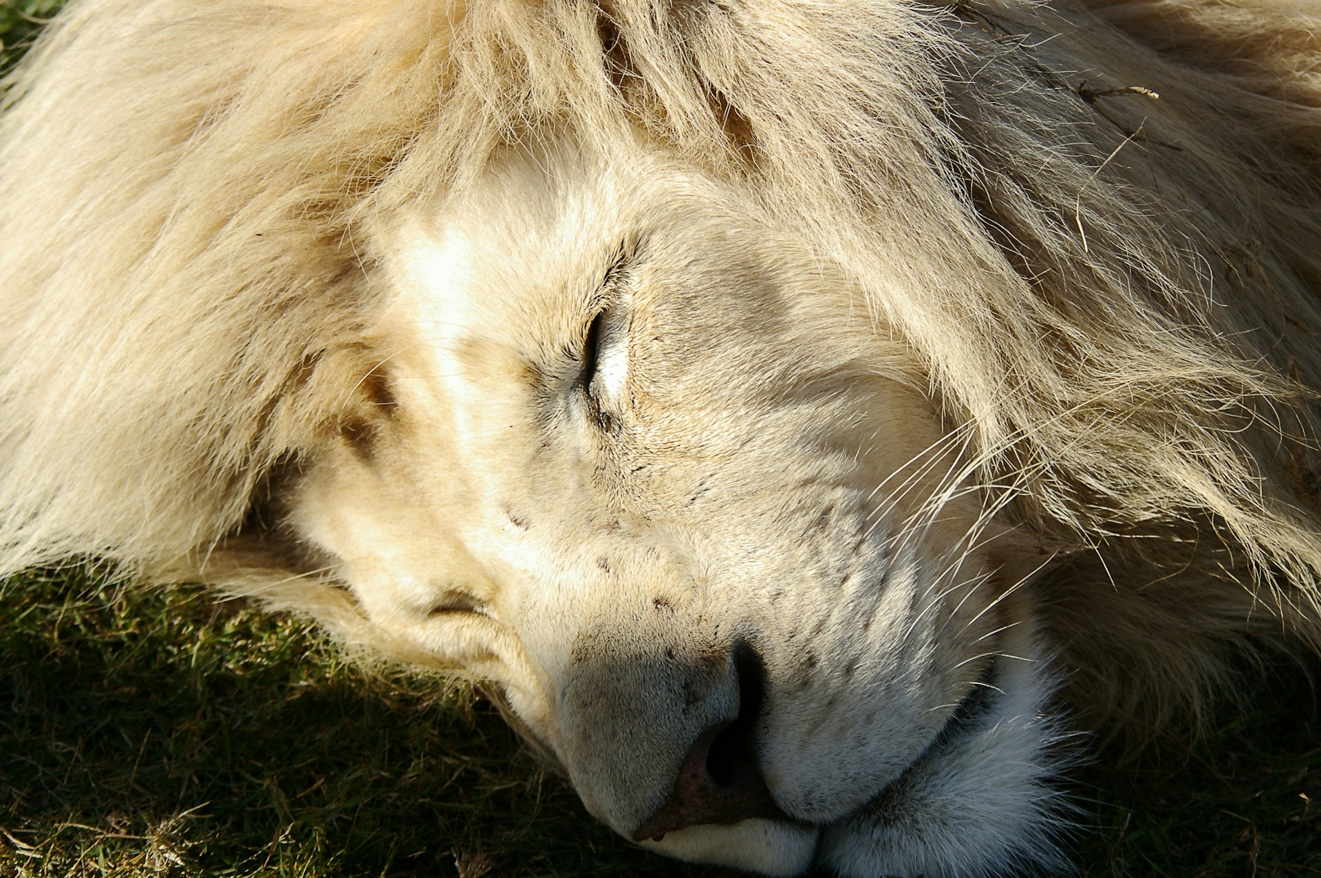 Sleep Next to Lions: Inside Australia’s Wild New Safari Resort for Families