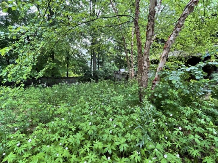 Quick Takes With: Toshi Yano