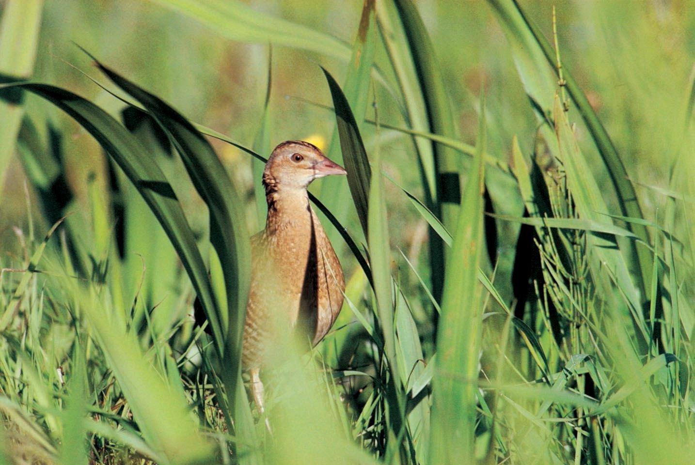 Project to boost Rathlin corncrake among those receiving biodiversity ...