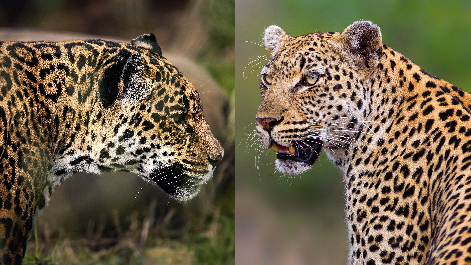 What's the difference between a leopard and a jaguar?