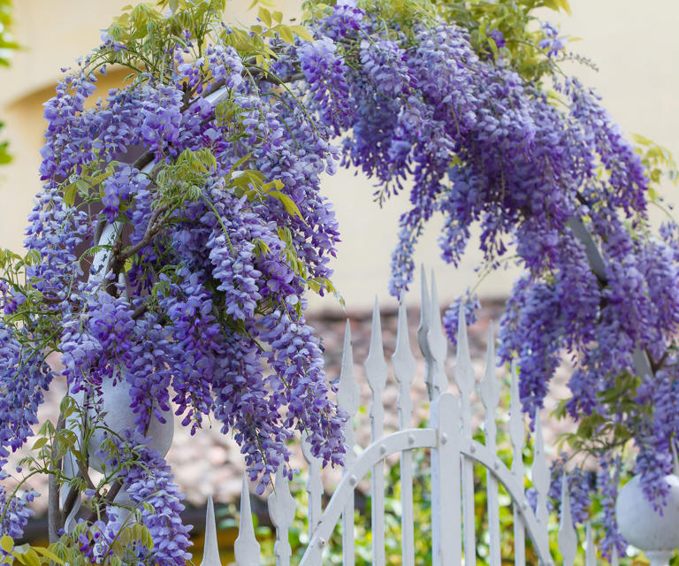 What to do with your wisteria in June to set it up for another ...