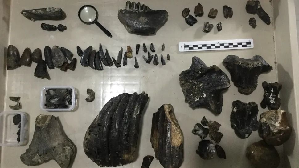 Ινδονησία: Αποκαλύφθηκαν προϊστορικά απολιθώματα μυστηριώδους ...