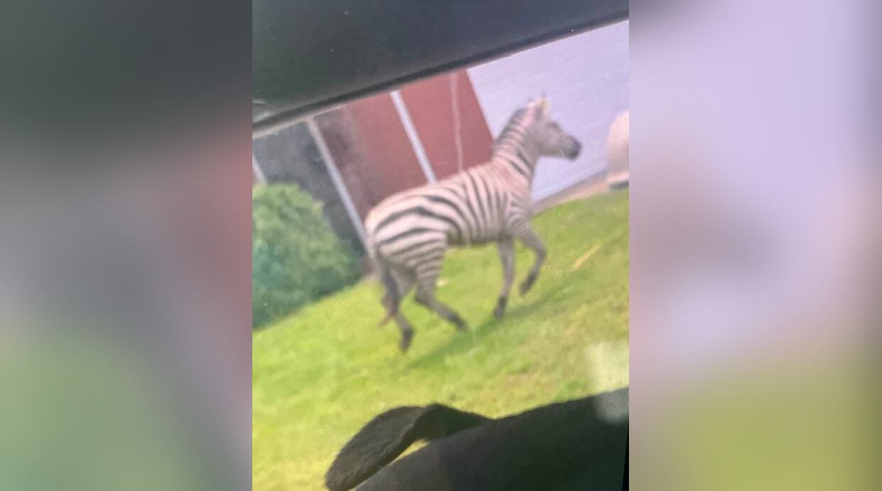 Escaped zebra briefly shuts down TN interstate