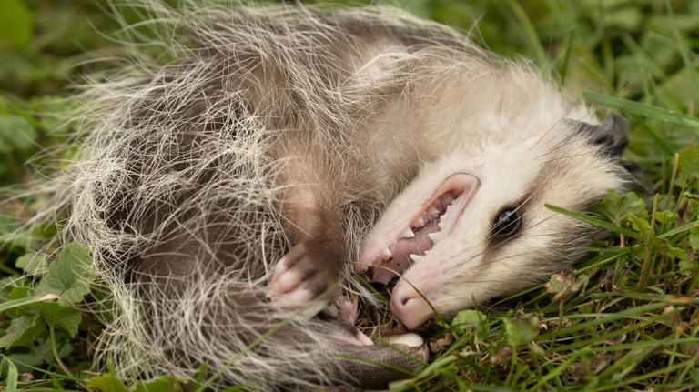 If You've Ever Wondered Why Opossums Play Dead, Here's The Answer