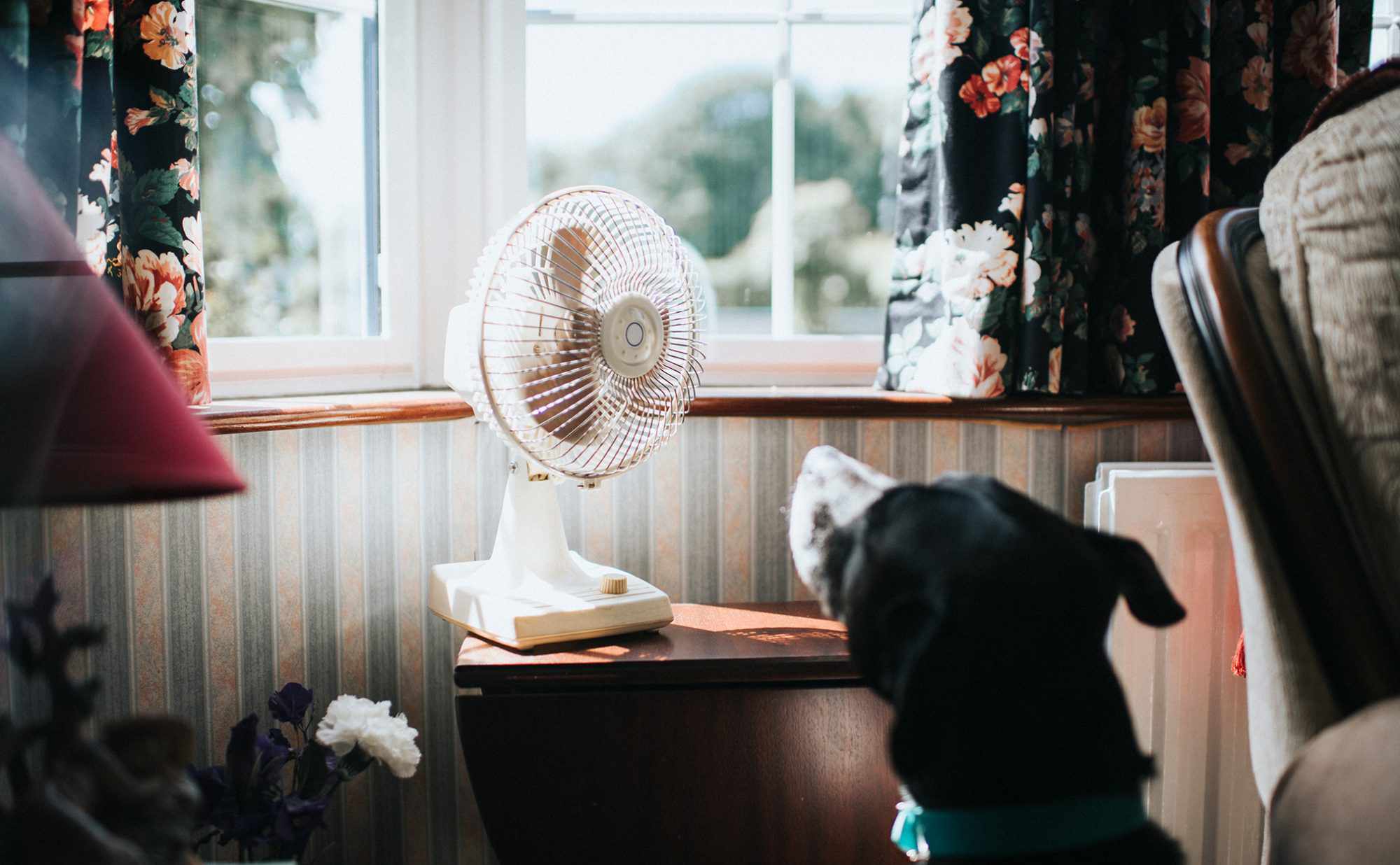 Here's How to Deep-Clean Every Type of Fan, From Table Fans to ...