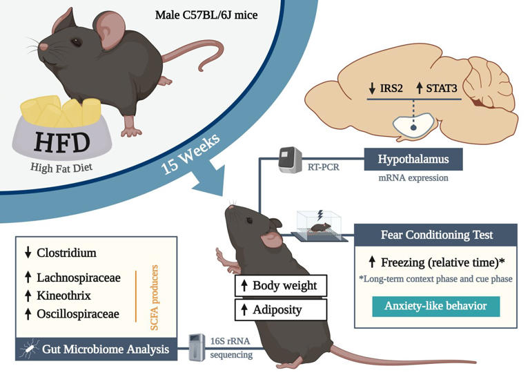 Study suggests obesity contributes to anxiety and cognitive impairment