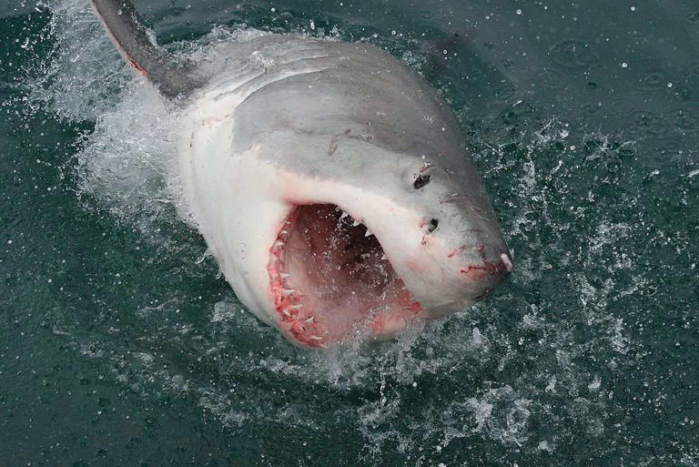 How the great white shark’s teeth level up for deadlier hunts