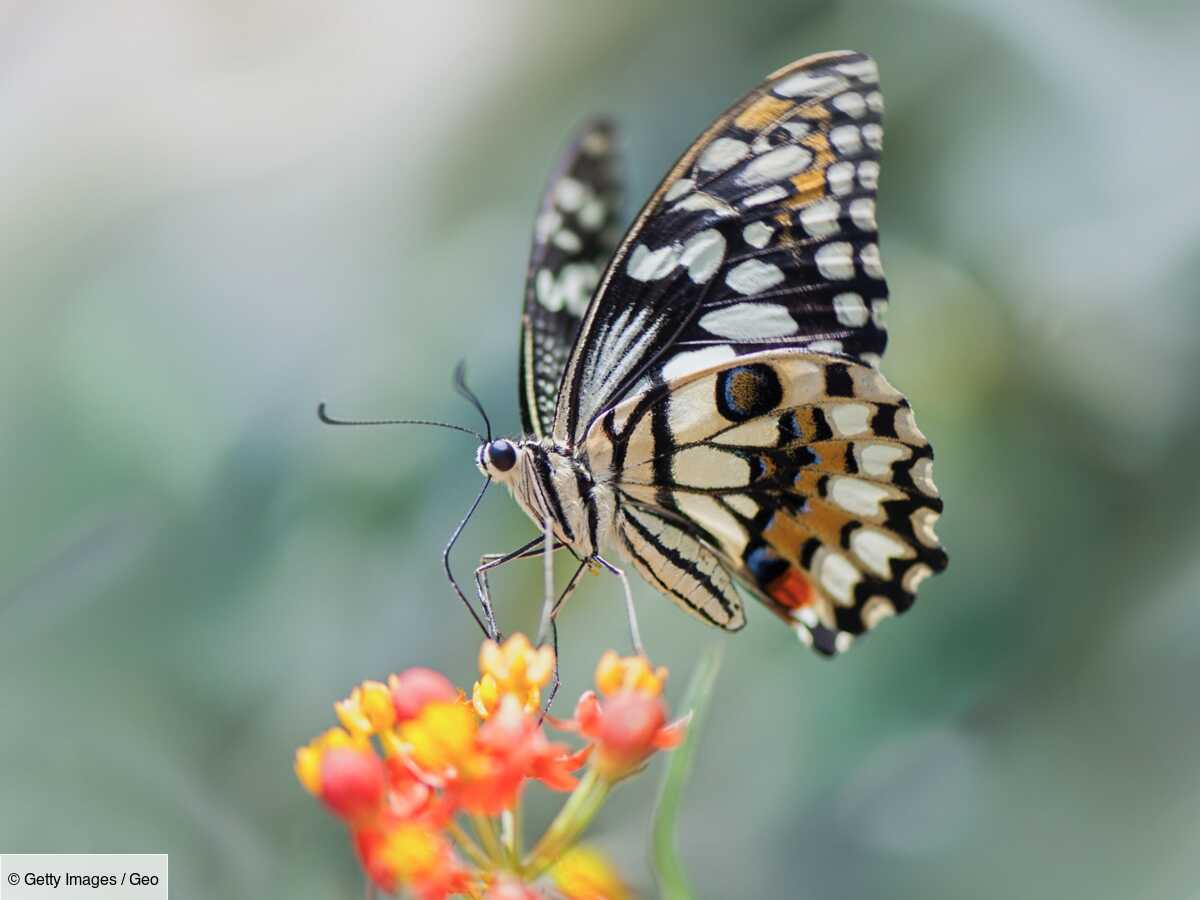 Qu’est-ce que l’effet papillon