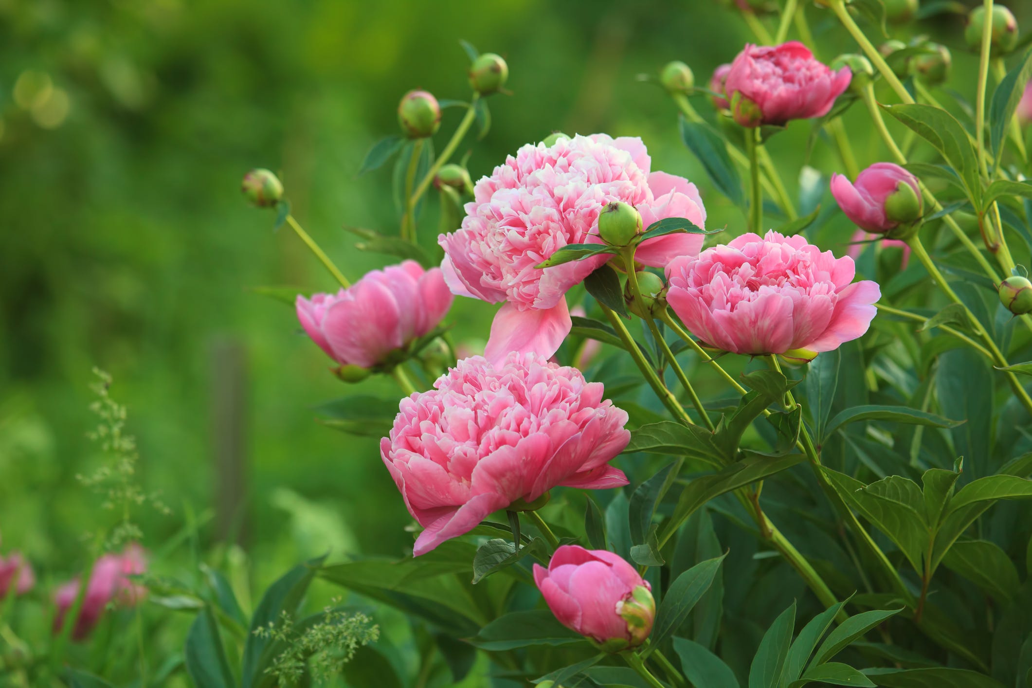 Hundreds of peonies vandalized at botanical Michigan garden