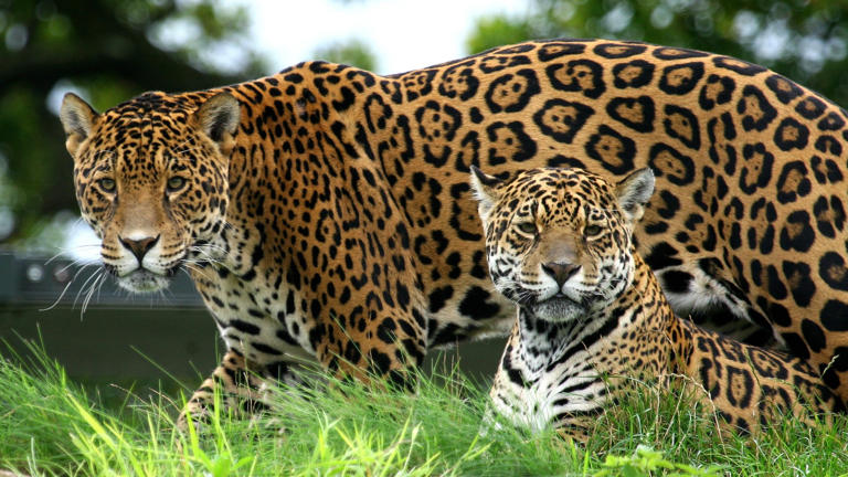 What's the difference between a leopard and a jaguar?