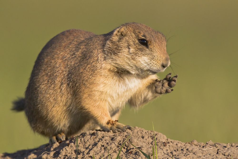 17 Warning Systems Animals Use to Survive Threats