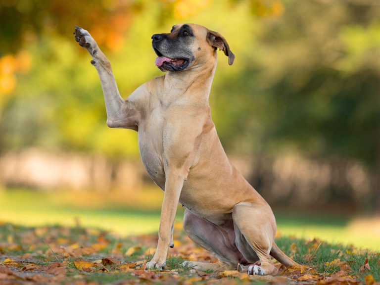 7 Dog Breeds That Tend to Develop Joint Issues, According to a Vet