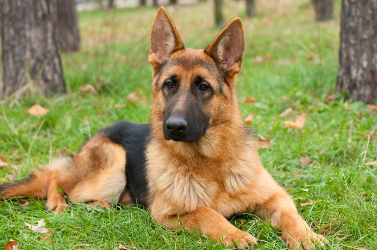 German Shepherd's Sinister Smile Totally Rivals 'The Joker's'