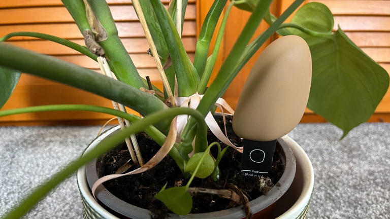 Thanks to Elho's Smart Pebble, caring for my houseplants has never been ...