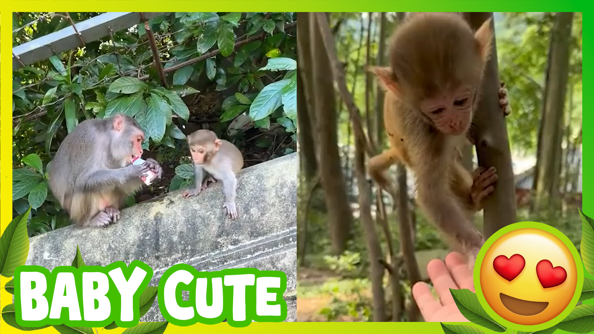 Cute Baby Monkey Moments 🐵👶 | Sweet, Funny, and Adorable Jungle Life